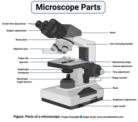 Light Microscope Principle Types Parts Diagram