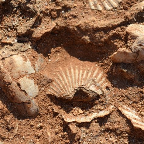 Sea Shell Fossil [torre Pozzella 29 July 2016] Doc Ing Flickr