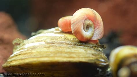 Ramshorn Snail Care Size Food Reproduction Lifespan Video
