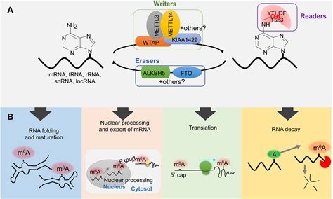 The Role Of Dynamic M6a Rna Methylation In Photobiology Robinson