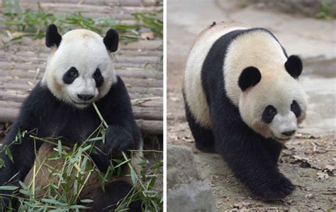 pandas prefer choosing their own sex partners cn