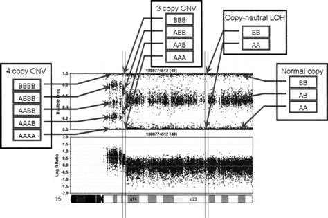 An Illustration Of Log R Ratio Lrr And B Allele Freq Baf Values For