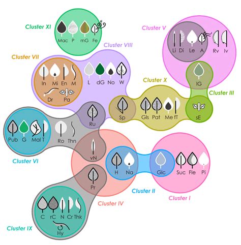Leaf Morphological Traits As Adaptions To Multiple Climate Gradients