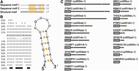 Hces In Mrnas Encoding Rrm Type Rbps Share A Sequence And Secondary