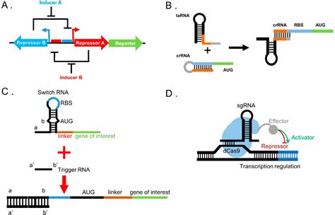 Cellular Biosensors With Engineered Genetic Circuits Acs Sensors