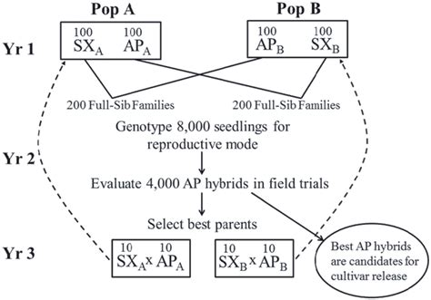 2 Proposed Scheme For Reciprocal Full Sib Recurrent Selection Rfrs