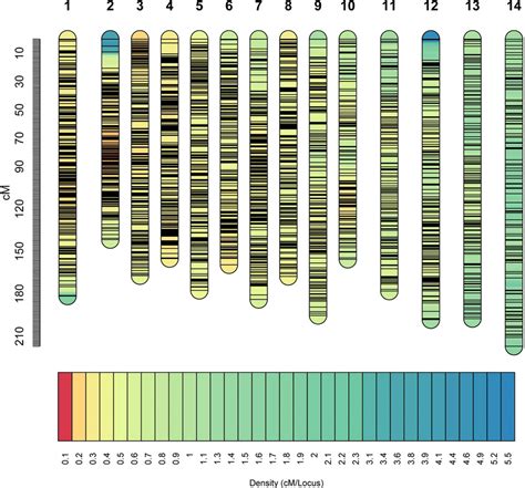 High Density Genetic Map Developed Using The Population Derived From