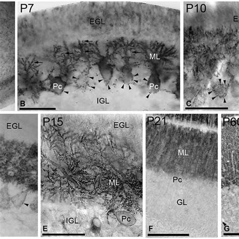 Three Dimensional Reconstruction Of Pc Dendrites With Spines Labeled