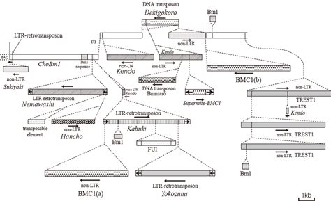 nested transposable elements in the bac clone that