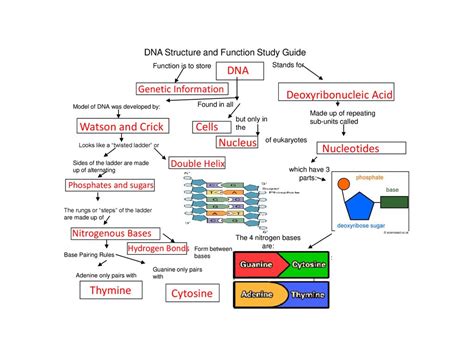 Discovery Of Dna Structure Concept Map