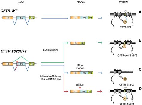 A Single Nucleotide Substitution Generating Three Distinct Proteins