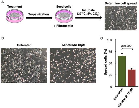 Frontiers In Vitro Cell Migration Invasion And Adhesion Assays