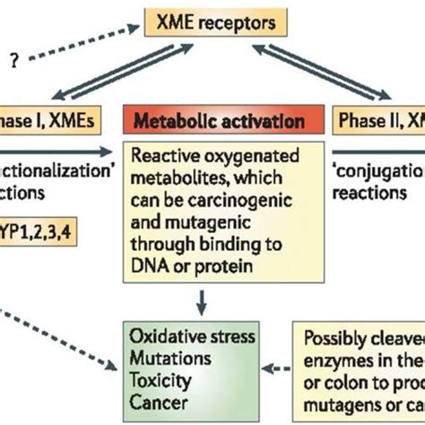 Effect Of Genetic Polymorphisms In Xenobiotic Metabolizing Enzymes