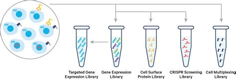 What Is Cell Multiplexing Software Single Cell Gene Expression