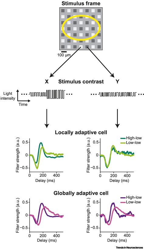 Retinal Receptive Field Substructure Scaffolding For Coding And
