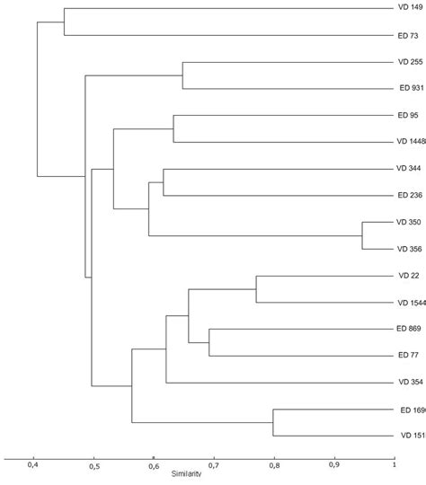The Dendrogram Of Genetic Similarity Of Cms Lines Of Cultivated