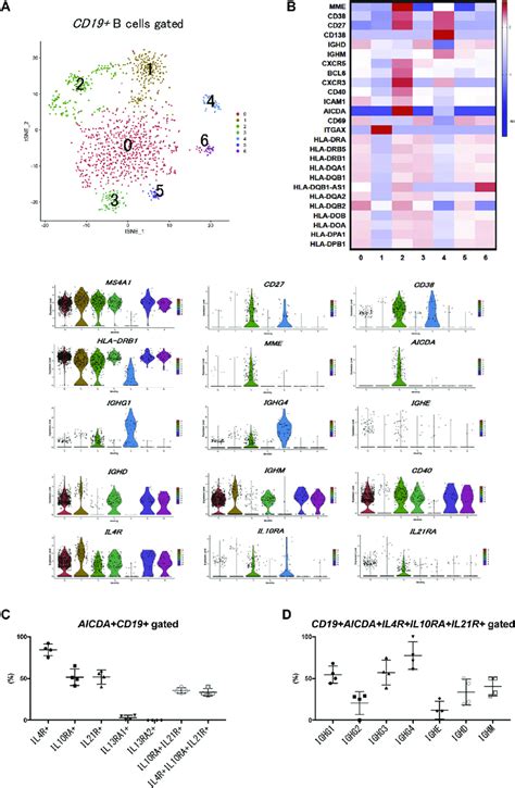 Single Cell B Cell Transcriptome Analysis Of Affected Lesions From