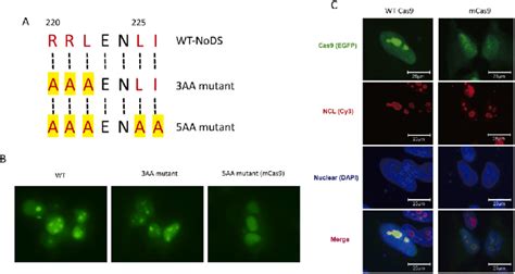 Cas9 Contains A Nucleolus Detention Signal And Targets Nucleolus A