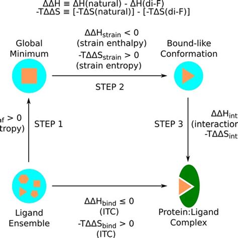 Thermodynamic Cycle Used To Analyze The Binding Of Cdns To Sting The