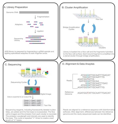 Illumina Next Generation Sequencing