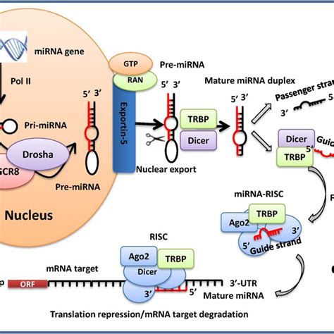 Schematic Diagram Of Mirna Biogenesis The Production Of Mirnas Starts
