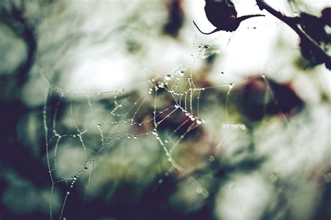Closeup Spiderwebs Dew Water Drops Nature Wet 2560x1707