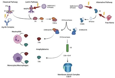 The Successful Use Of Eculizumab For Treatment Of Thrombotic