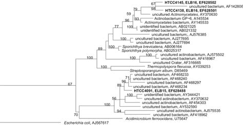 Phylogenetic Tree Showing Relationships Between The Isolated