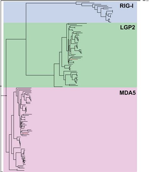Frontiers Transcriptome Wide Analyses Of Early Immune Responses In
