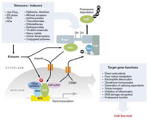 Nrf2 Signaling Pathway