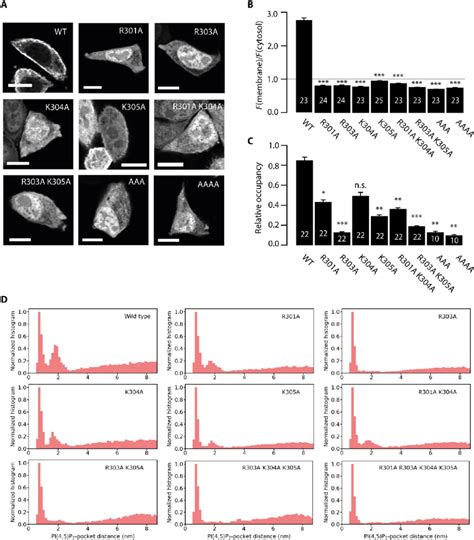 Mutational Analysis Of The Second Binding Site A Representative