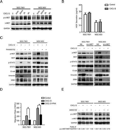 Activation Of C Met Is Involved In Cxcl12 Cxcr4 Induced Gc Cell Emt