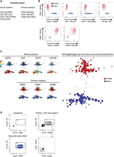 Comprehensive Cell Surface Protein Profiling Identifies Specific