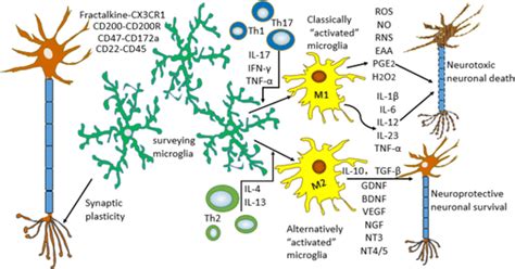 M1 M2 Polarization Of Microglia And Their Immunoregulatory Function