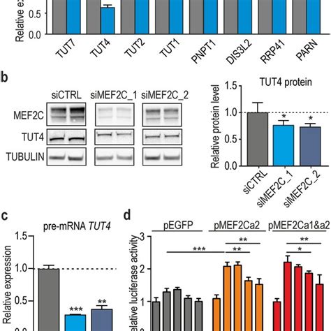 Contribution Of Mef2c To Mirna Regulation In Differentiated Muscle