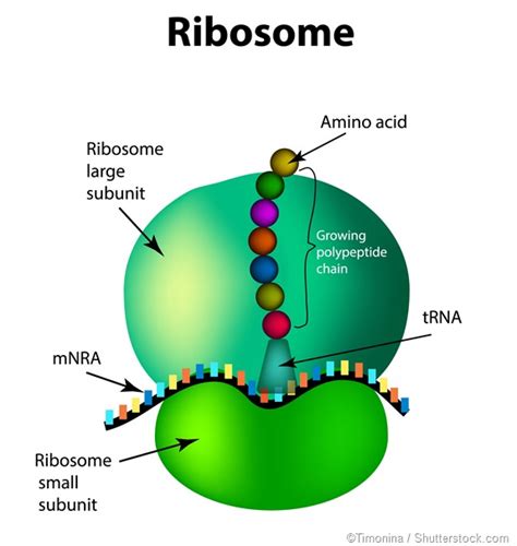 Ribosome Diagram Clipart Best