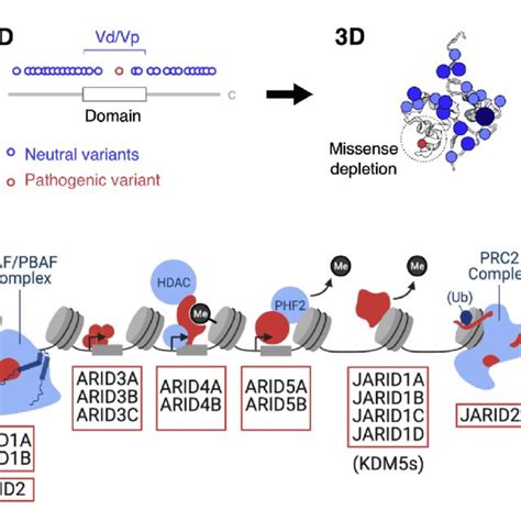 A Schematic Of The 1d To 3d Approach Of Mapping Missense Variants