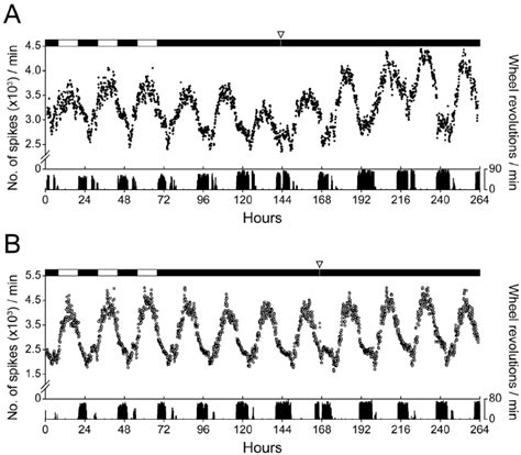 The In Vivo Circadian Rhythm In The Multi Unit Neural Activity Of Per1