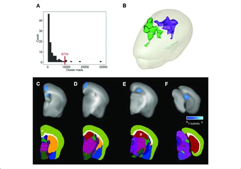 Clusters Detection And Anatomical Localization A Permutation Based
