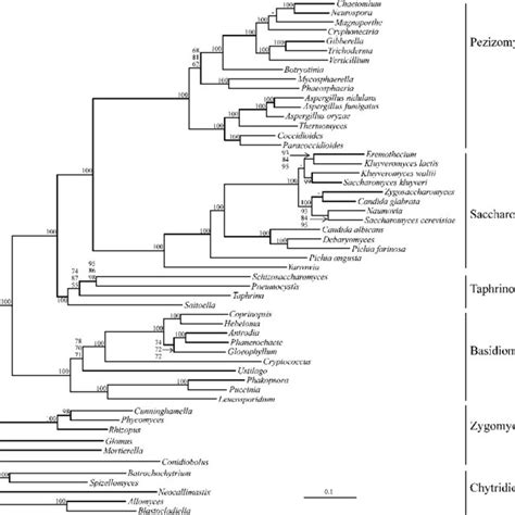 —phylogeny Based On Concatenated Proteins Encoded By Mtdna The
