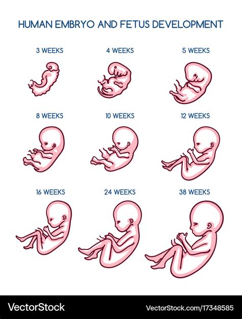 Stages Of Fetal Development Images