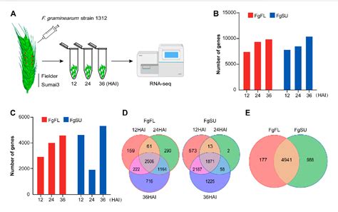 Figure 1 From Comparative Transcriptomics Identifies The Key In Planta