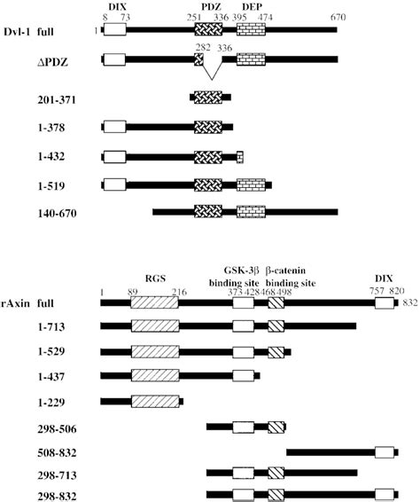Schematic Representation Of Deletion Mutants Of Human Dvl 1 And Rat