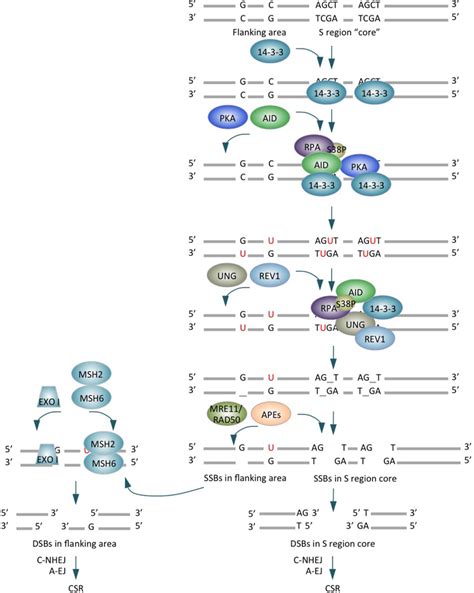 Immunoglobulin Class Switch Dna Recombination Induction Targeting And