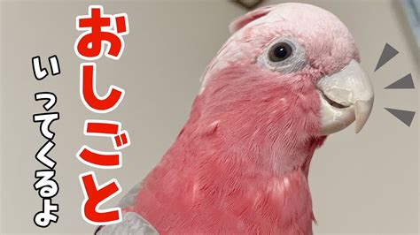 変な言葉をしゃべるインコ オウム【モモイロインコ】 Youtube