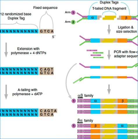 Detection Of Ultra Rare Mutations By Next Generation Sequencing