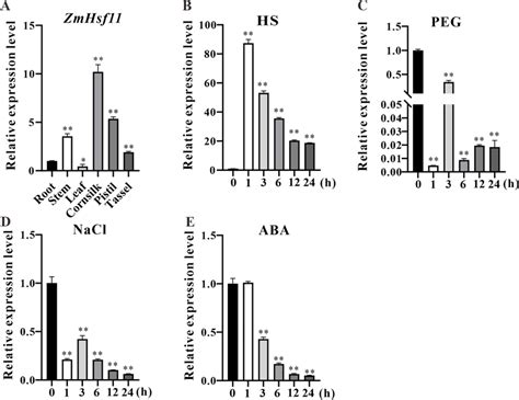Expression Patterns Of Zmhsf11 In Maize A Tissue Specific Expression