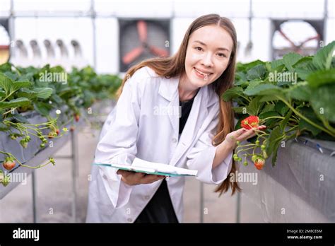 El Investigador De Frutas En La Agricultura Hidropónica De Invernadero