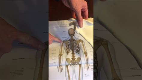 intro to skeleton youtube