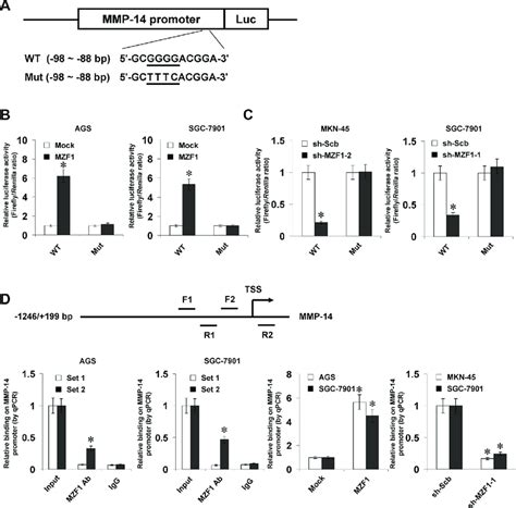 Mzf1 Increases The Transcription Of Mmp 14 Through Direct Binding To